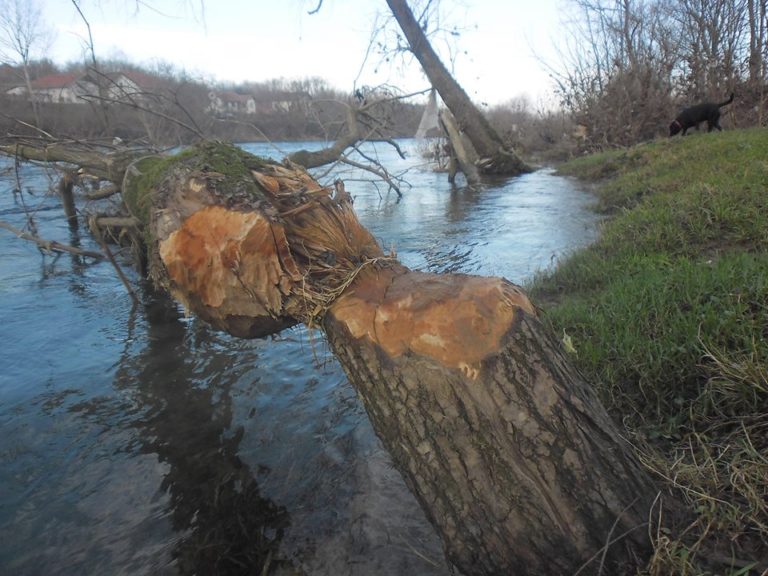 Dabrovi okupirali rijeku Sanu! - GradPrijedor.com - Portal grada Prijedora