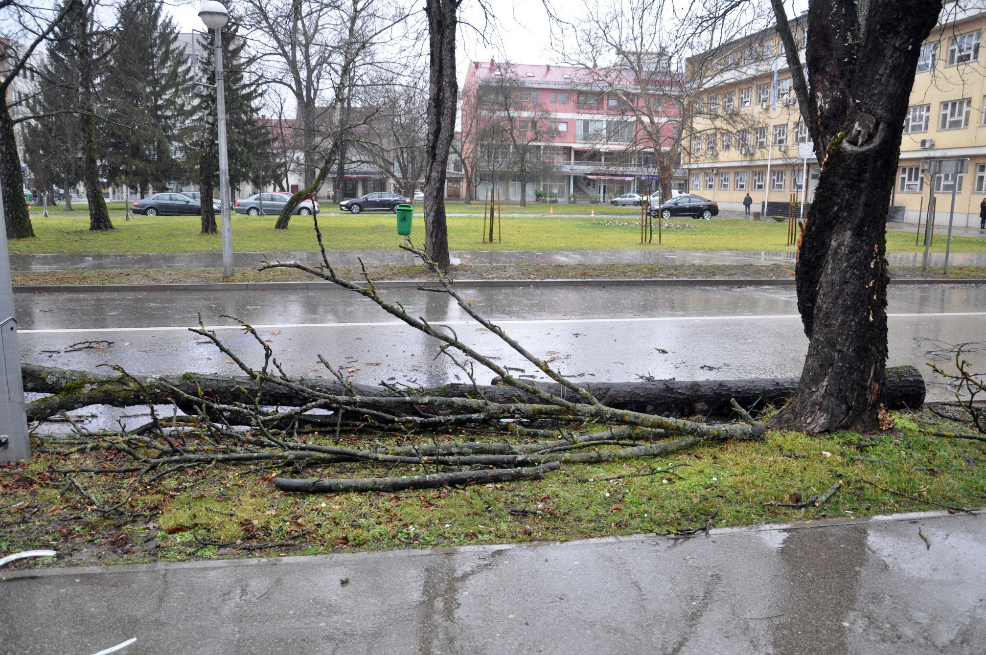 Jak vjetar srušio stablo kestena u centru grada - GradPrijedor.com - Portal grada Prijedora